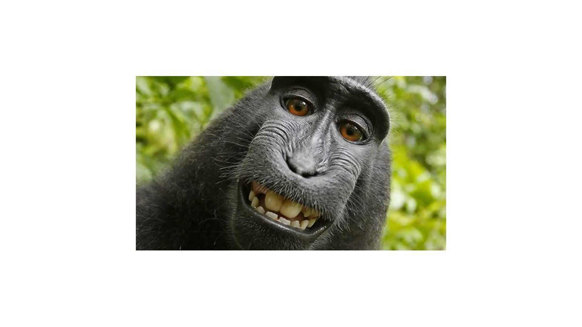 Demanda para que se reconozca derecho de autor a mono que se sacó selfie