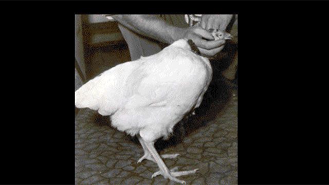 Se cumplen 70 años de la hazaña de Mike, el pollo sin cabeza
