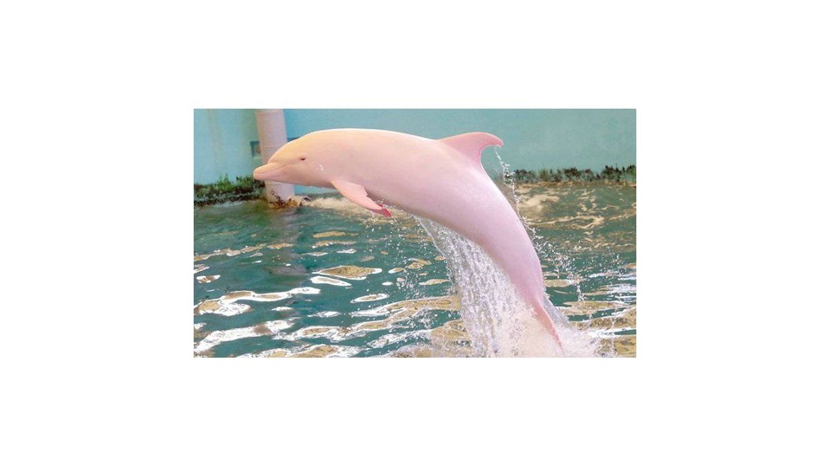 Raro: el delfín que se pone rosado cuando está triste o enojado