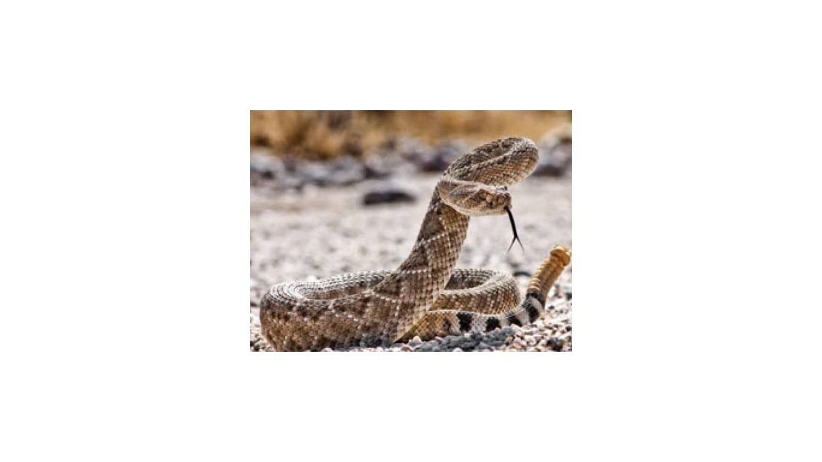 Veneno de víbora de cascabel, antídoto contra el cáncer