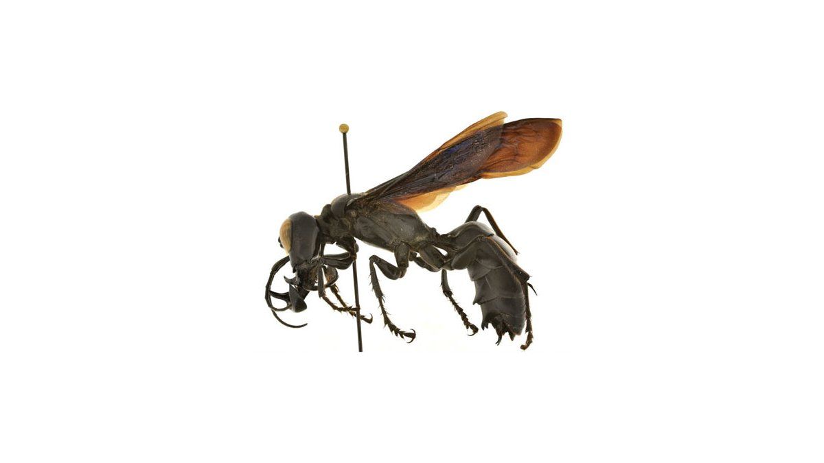 Descubren un ejemplar de avispa gigante en Indonesia