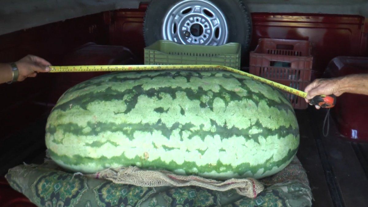 La sandía más grande de Uruguay pesa 83 kilos y mide más de 90 centímetros