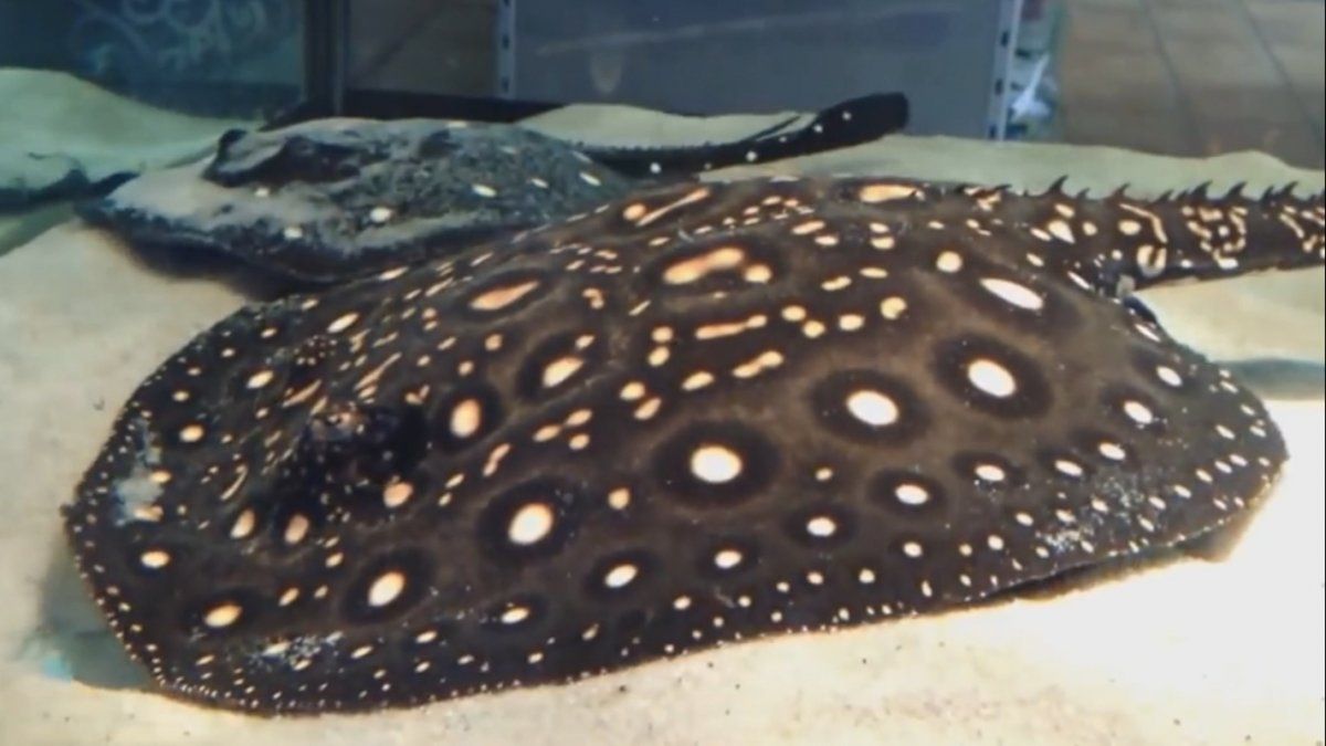 Al menos tres personas debieron ser atendidas por picaduras de raya en ...