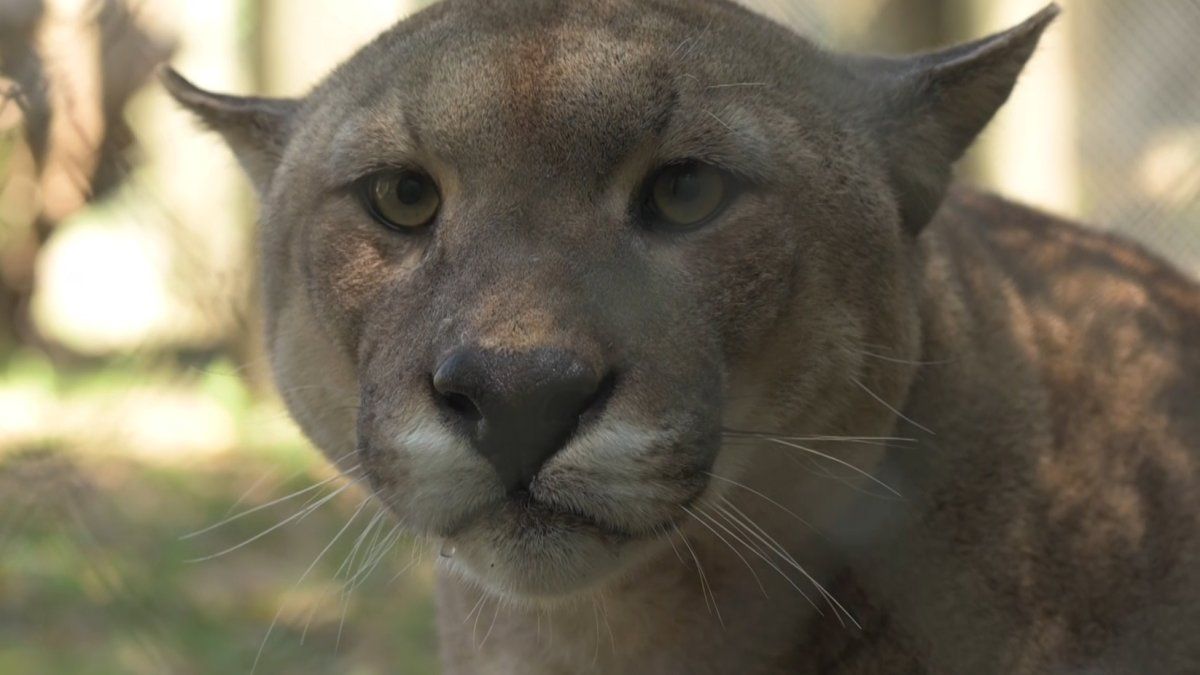 Pareja de pumas fue rescatada del cautiverio en Argentina y trasladada ...