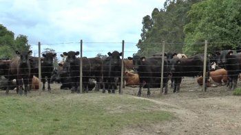 Comenzó la vacunación contra la aftosa a todo el rodeo vacuno del país