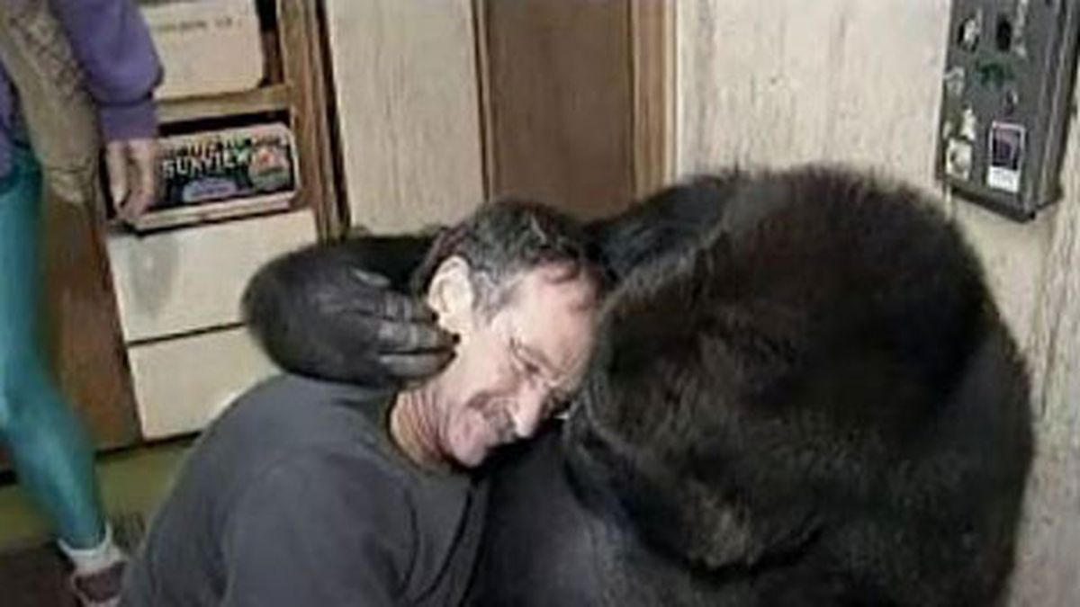 Koko: el gorila que lloró por la muerte de Robin Williams