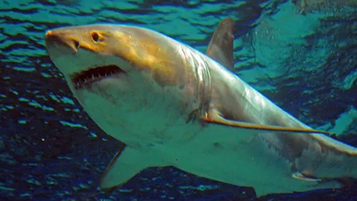 Playas del centro de California plagadas de tiburones blancos debido al ...