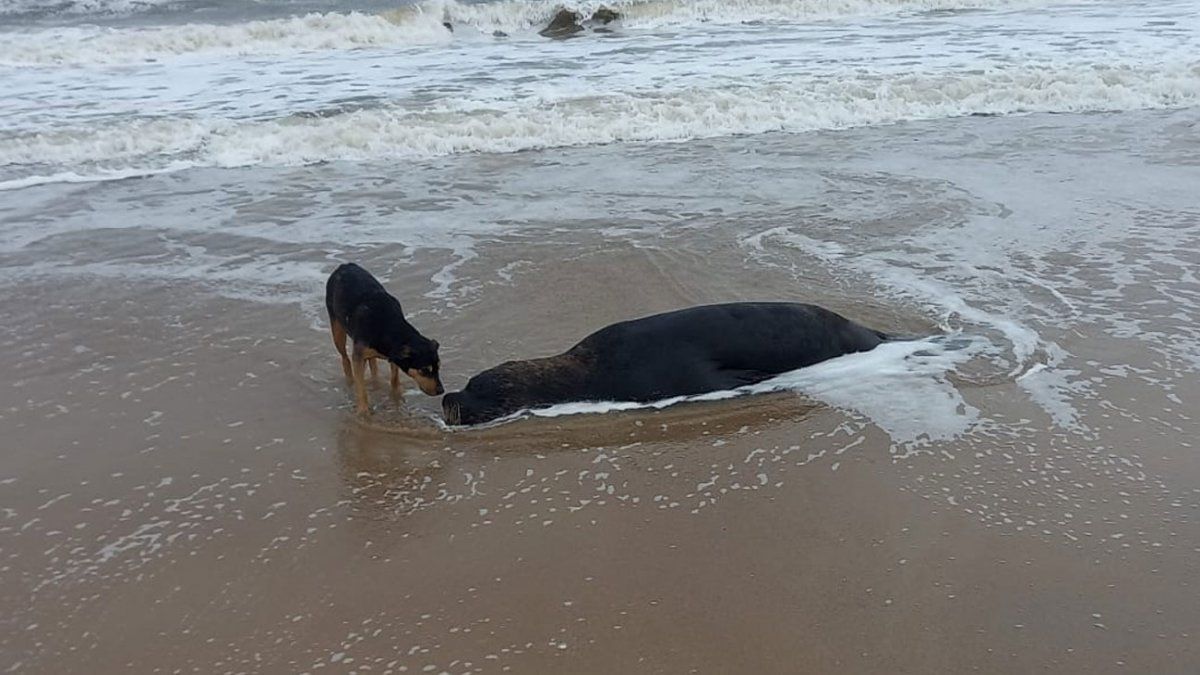 Aparecen más lobos marinos enfermos o muertos en las costas de Rocha