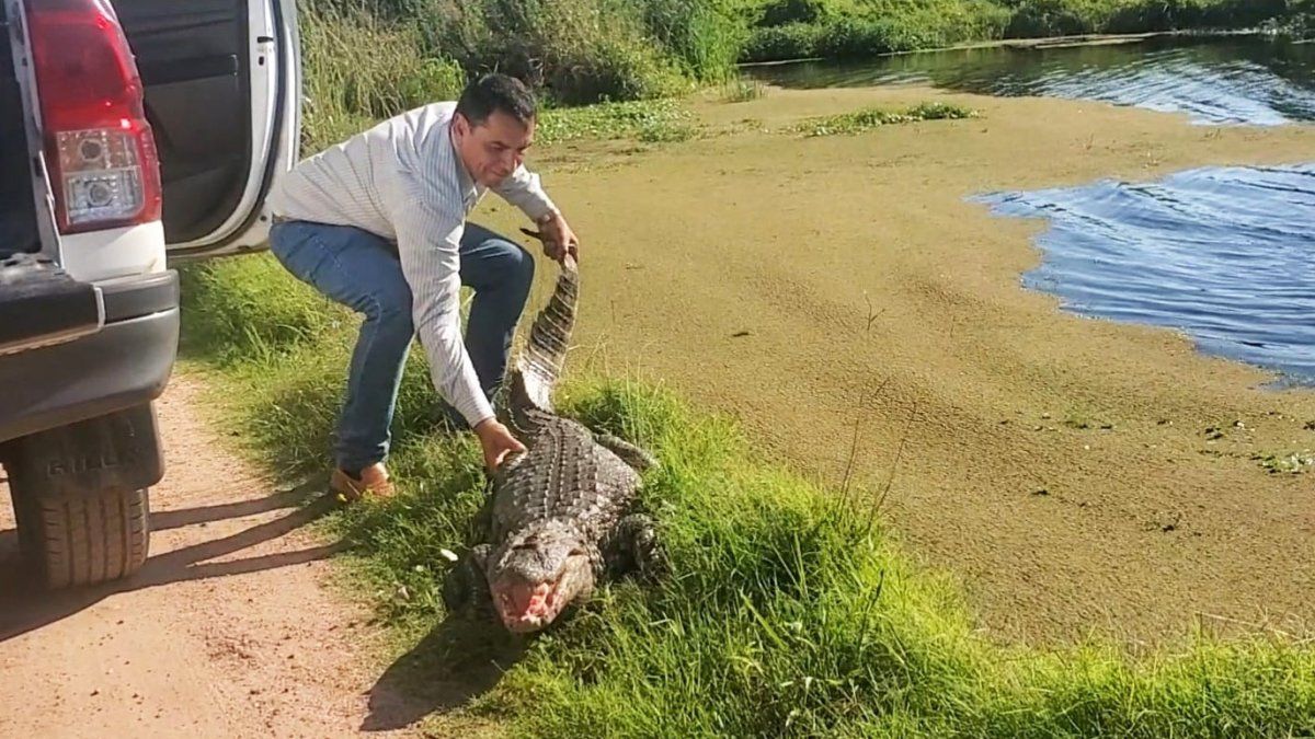 Encontraron un yacaré en el exzoológico de Salto y lo liberaron en un ...