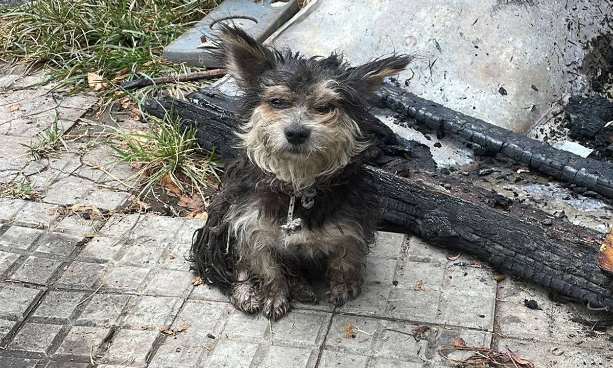 Investigan origen de incendio en una vivienda de La Unión; sus cinco ...