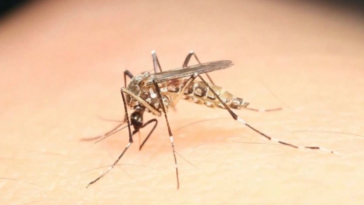Recomendaciones de MSP para evitar el Aedes aegypti y cuidarse de dengue y chikungunya