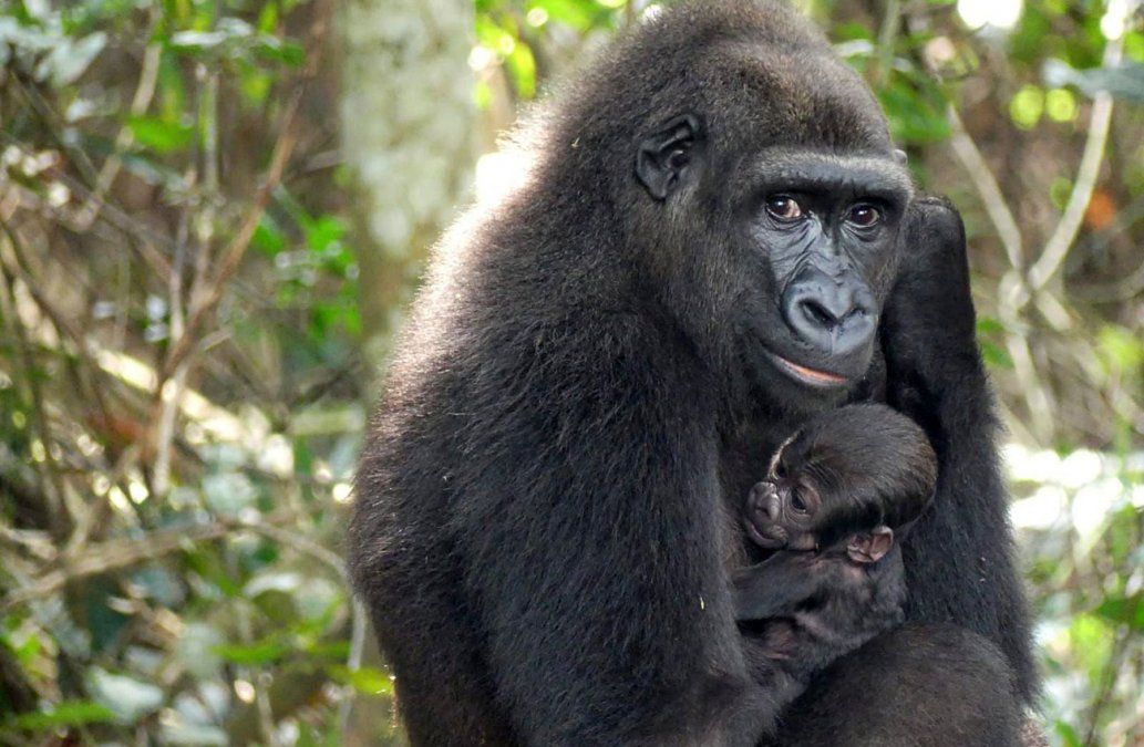 Nace en el medio natural un bebé gorila de dos padres reintroducidos en ...