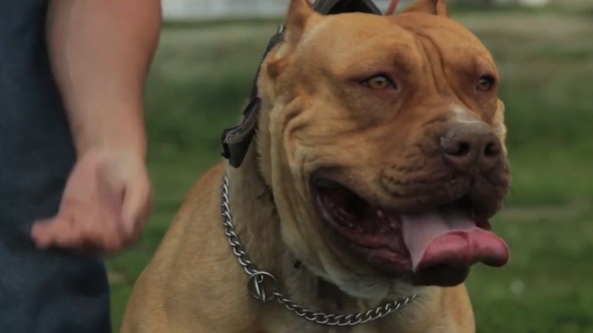 Niña fue mordida por un pitbull de su familia en Ciudad del Plata; en ...