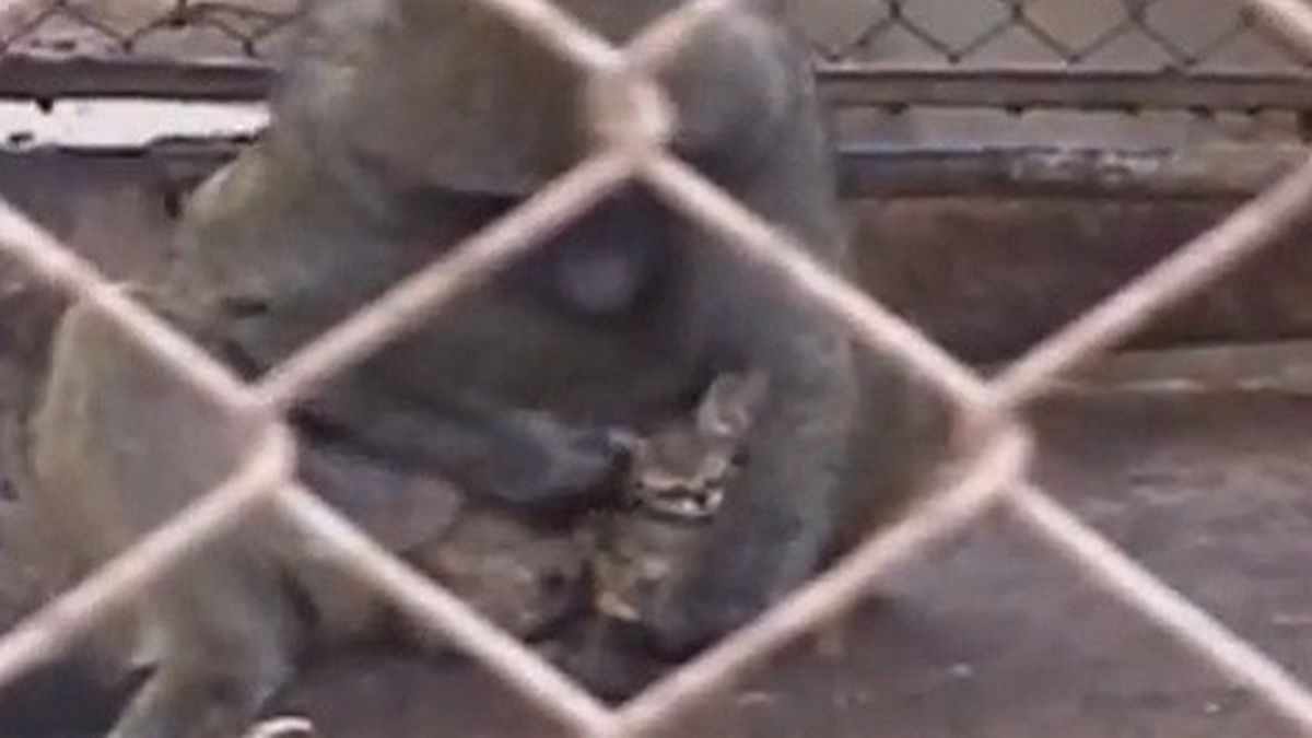 Un mono adoptó a un gato en un zoológico israelí