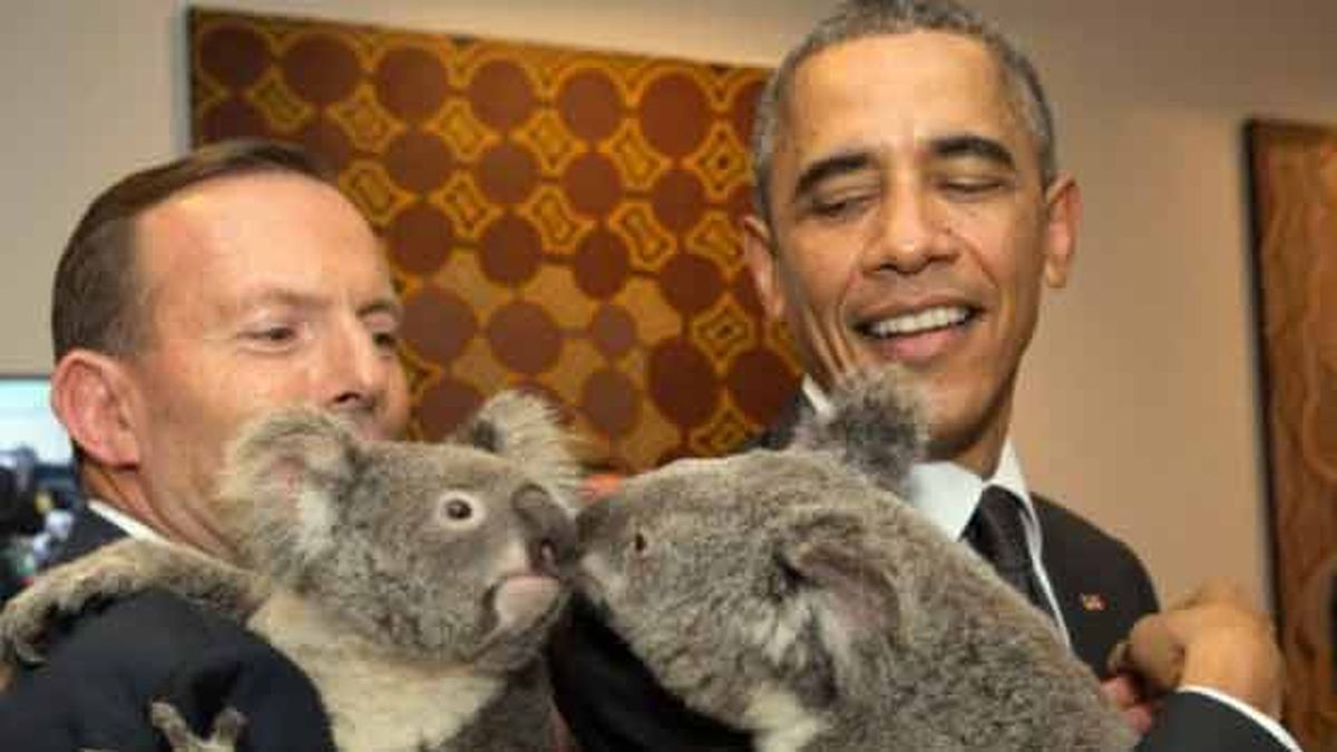 Australia mata 700 koalas por problemas de superpoblación