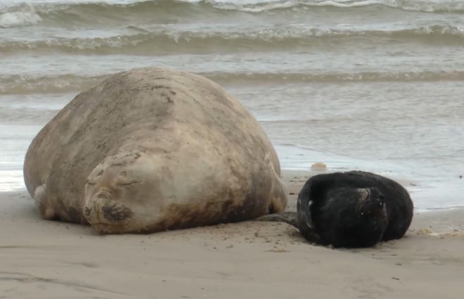 Piden a la población no molestar a elefanta marina en Piriápolis ...