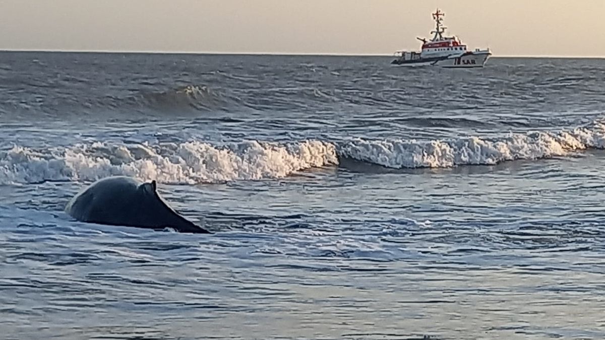 La ballena que fue rescatada y remolcada hacia el océano, volvió a la costa