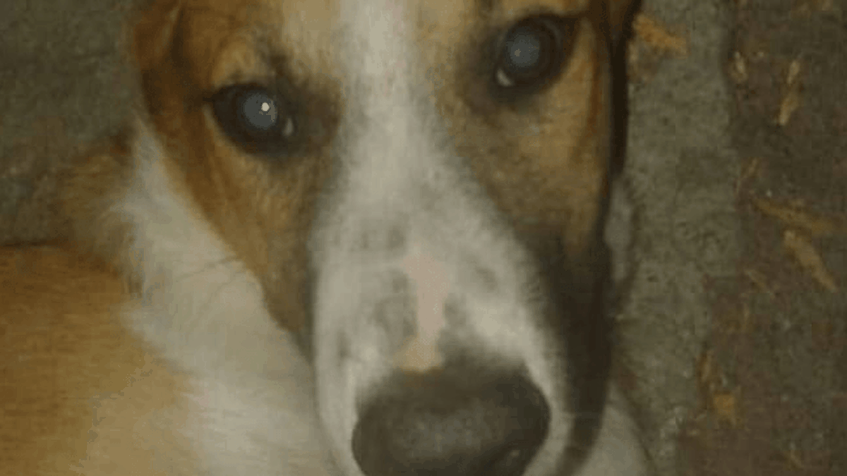 Conmoción en San José por un perro apaleado hasta la muerte por un vecino