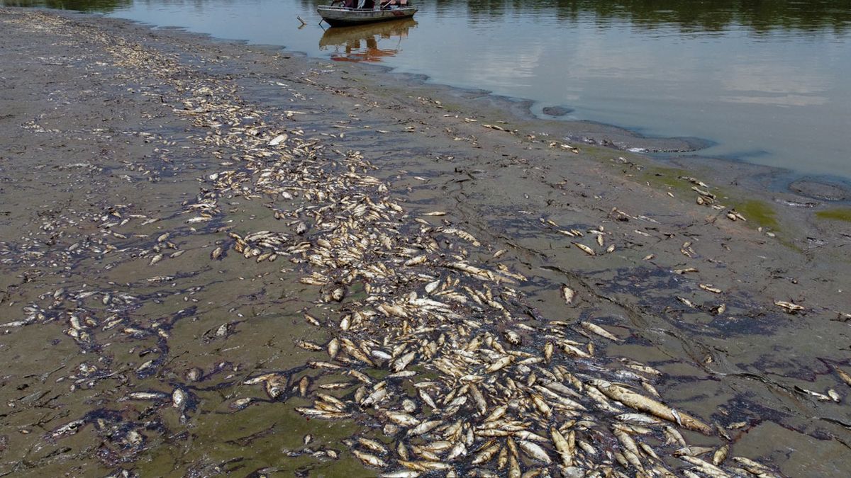 Sequía en Amazonas: gobierno de Brasil envía ayuda humanitaria