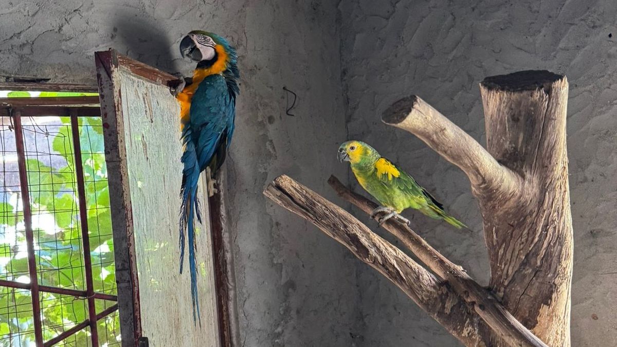 Incautaron más de 30 animales exóticos, entre ellos un guacamayo y un ...
