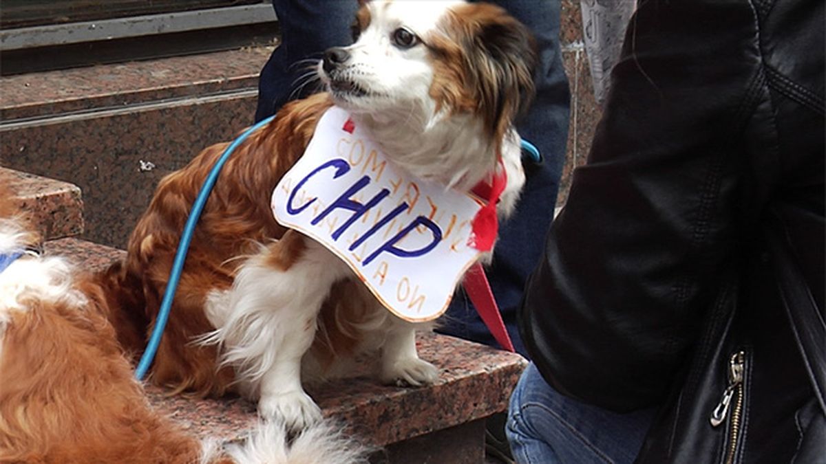 Para animalistas, chip para perros es netamente recaudatorio