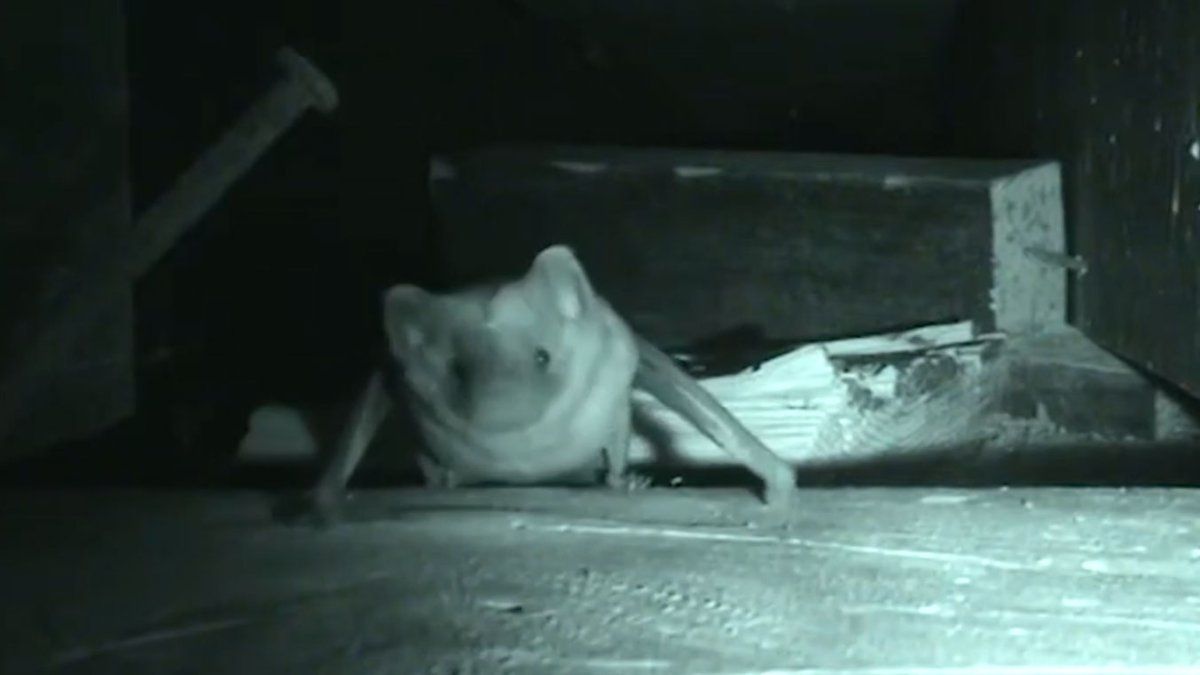 Murciélago con rabia fue hallado en una vivienda de Maldonado