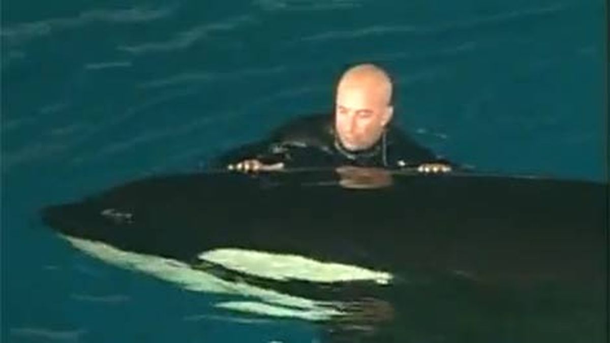 Peleó durante 15 minutos con una orca que casi lo mata
