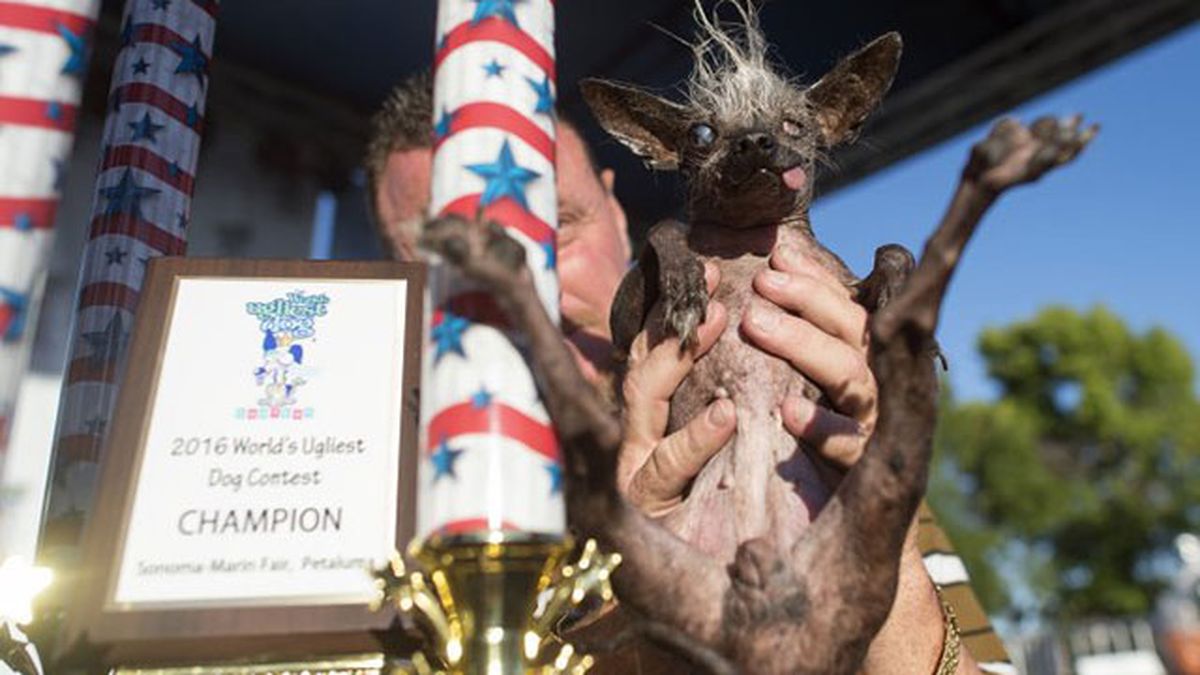 Conocé a Sweepee Rambo, el can galardonado como el más feo del mundo