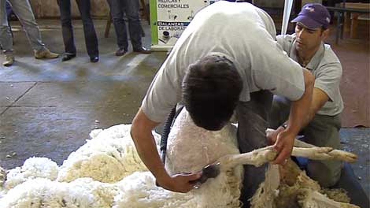 Diez ejemplares participaron del concurso de vellones en el Prado