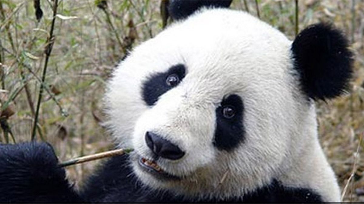 Olfato para negocios: empresa transforma caca de panda en pañuelos de papel