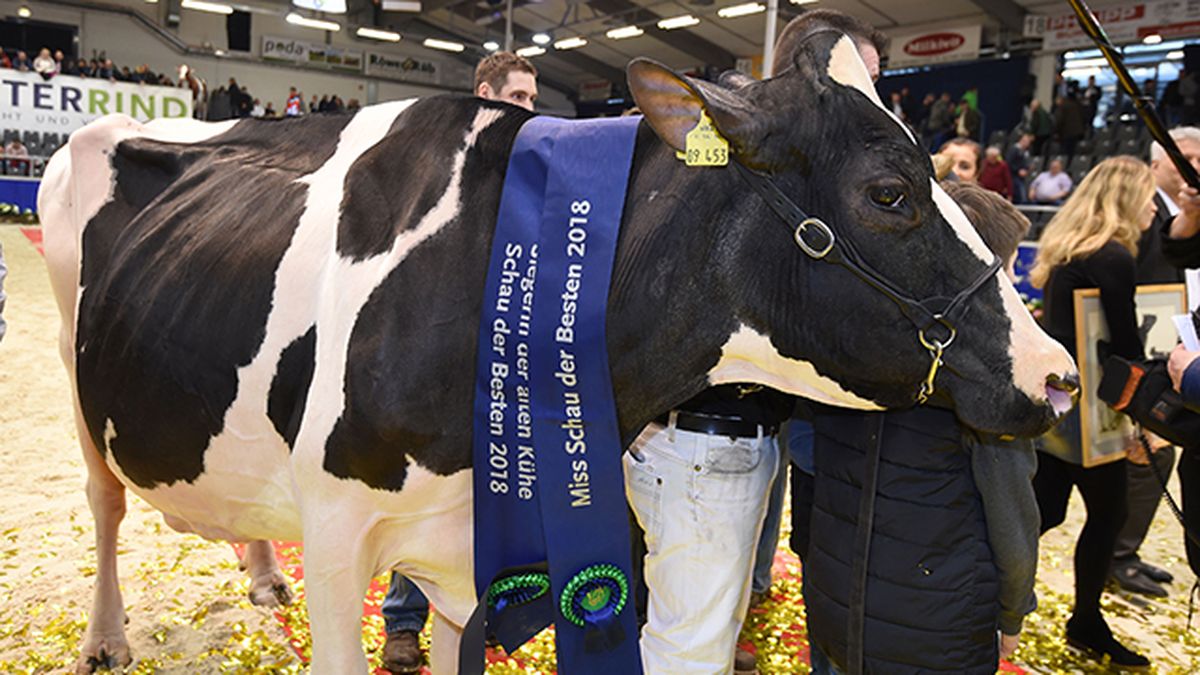 Lady Gaga, la vaca alemana que gana todos los concursos de belleza