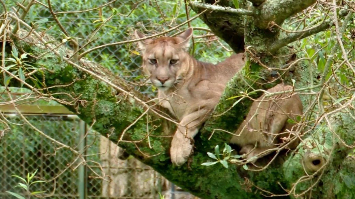 Murió en la reserva del cerro Pan de Azúcar el Puma Rodríguez; el ...