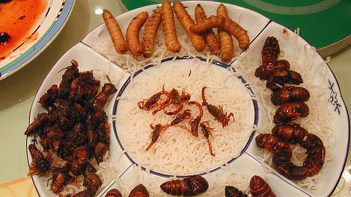 Empresa brasileña quiere producir insectos como alimento humano