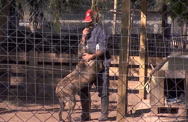 En el Día Internacional del Perro los refugios invitan a adoptar sin miedo