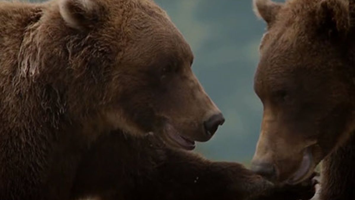 Nuevo documental de Disney: “Osos”