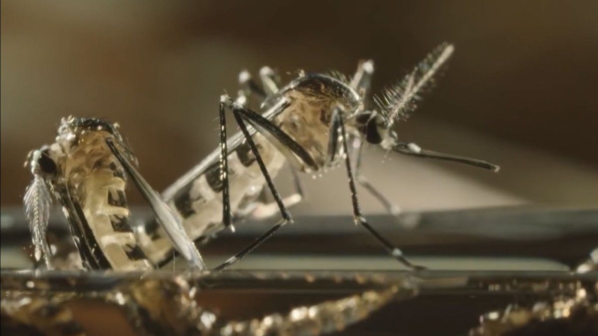 Nueva invasión de mosquitos tras la lluvia: ¿cuáles son y qué enfermedad pueden transmitir?