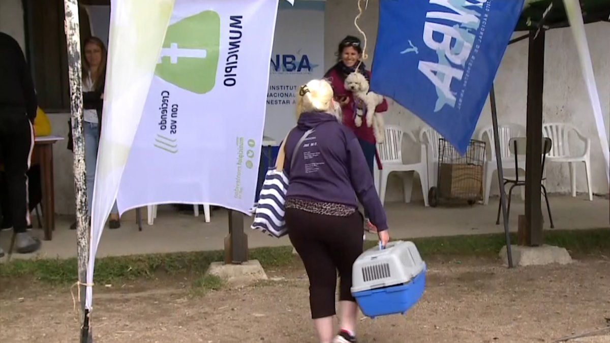 Más de 100 mil mascotas fueron chipeadas desde que comenzó el registro ...