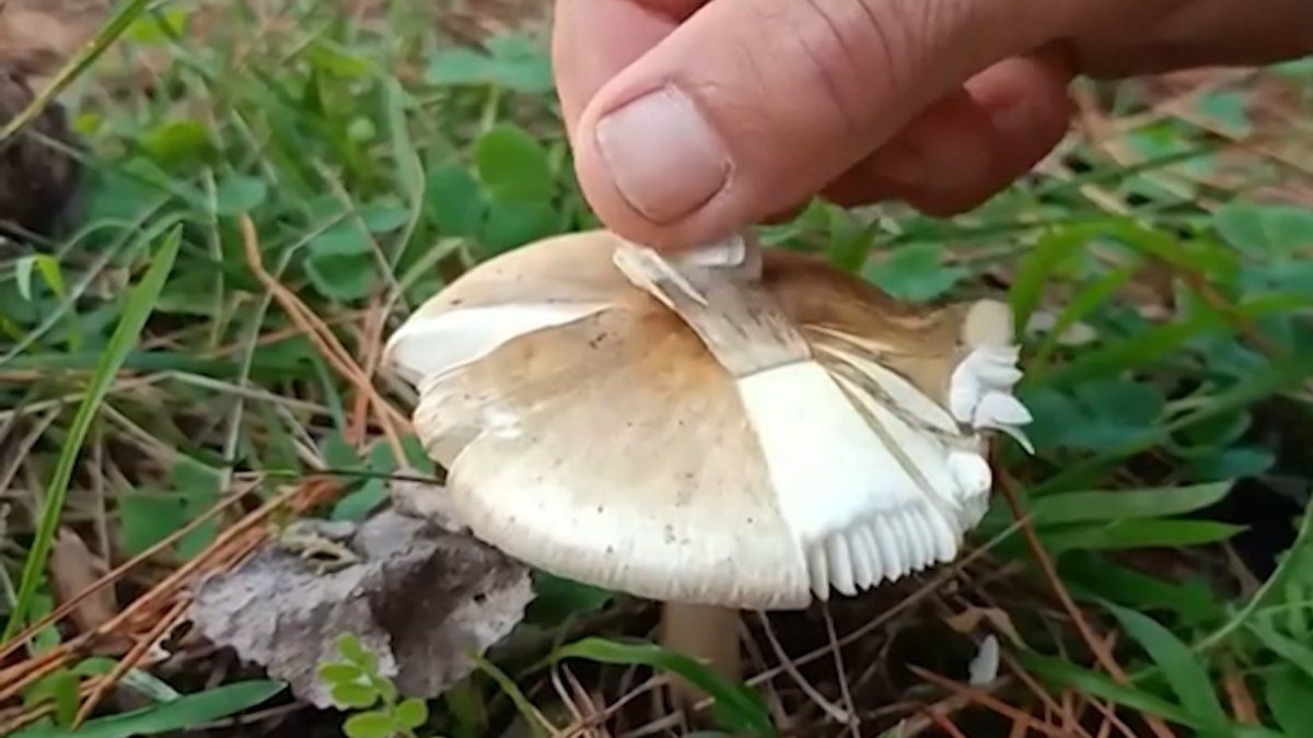 Últimas noticias sobre hongos venenosos - Subrayado