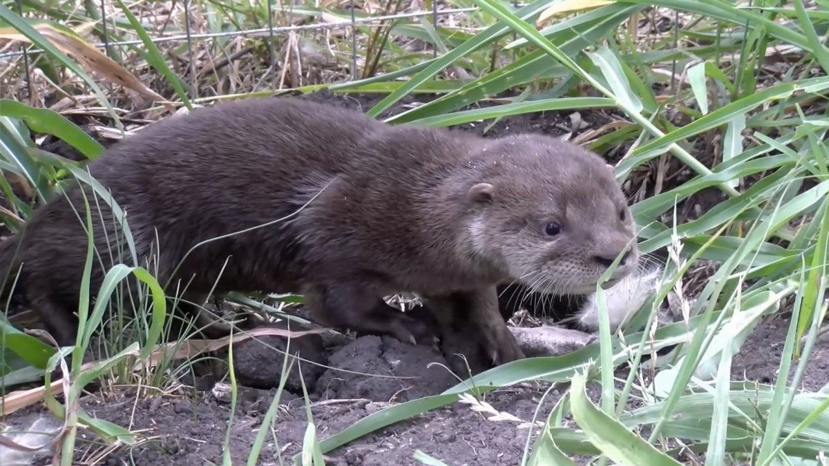 Lobito de río apareció en las calles de Paysandú; fue rescatado y ...