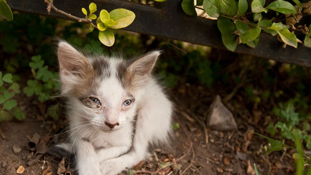 Descubren un centenar de gatos muertos en casa de un jubilado en Francia
