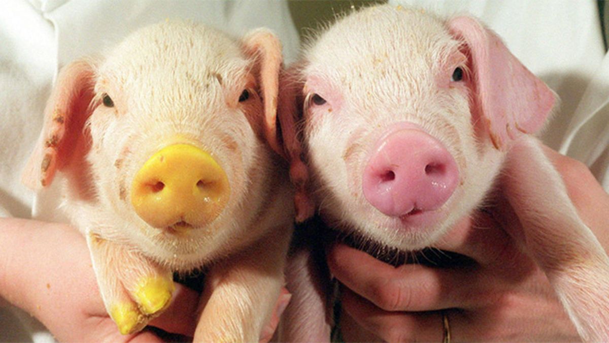 China construye la mayor fábrica del mundo para clonar animales