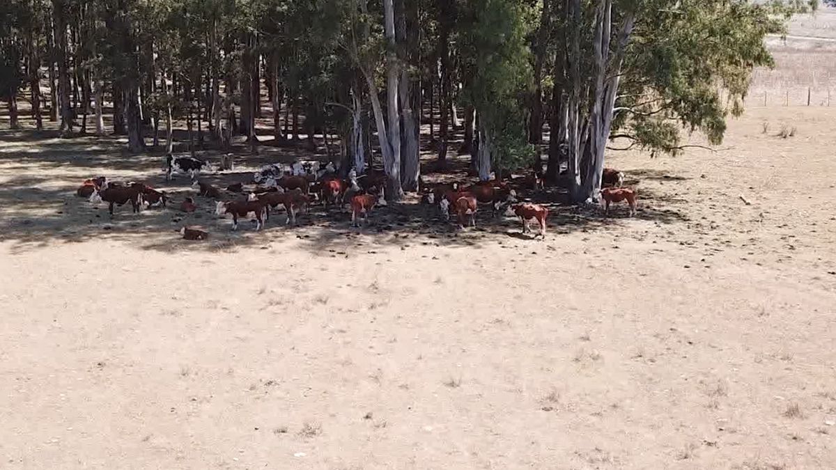Llovió en todo el país y se espera que ayude a superar la sequía