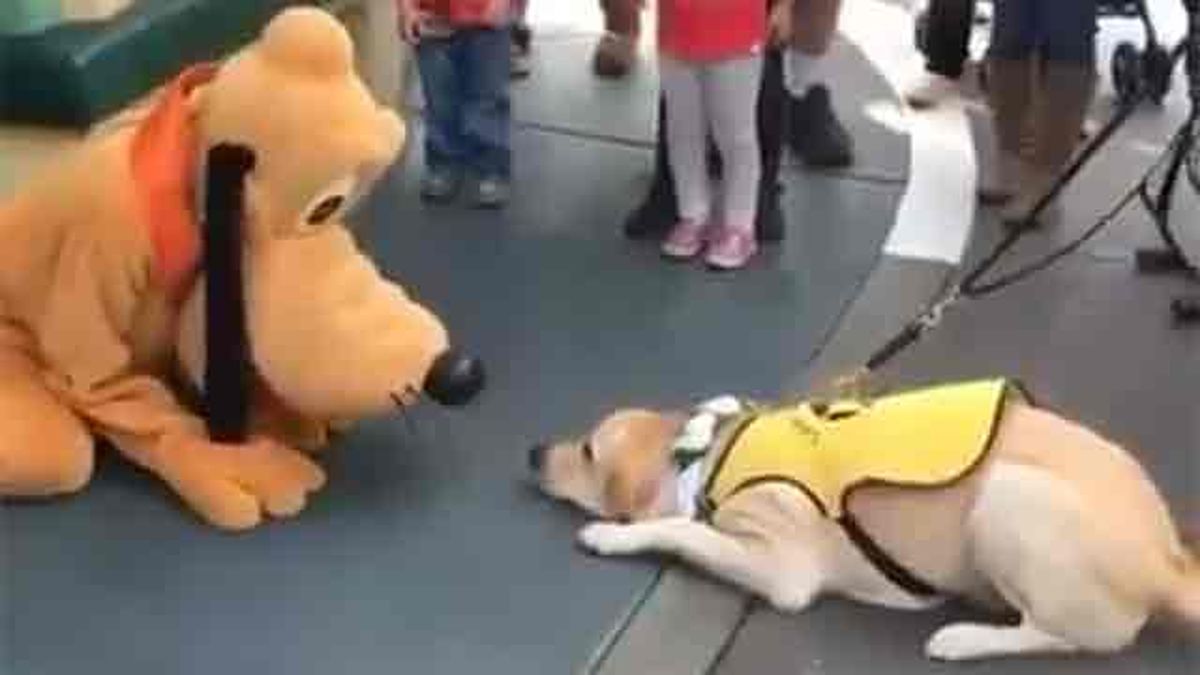 Video: tierno encuentro de un perro guía que conoció a Pluto en Disney