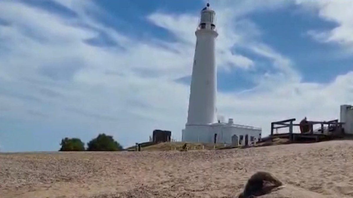 Aparecieron más de 10 lobos marinos muertos en La Paloma; hasta el ...