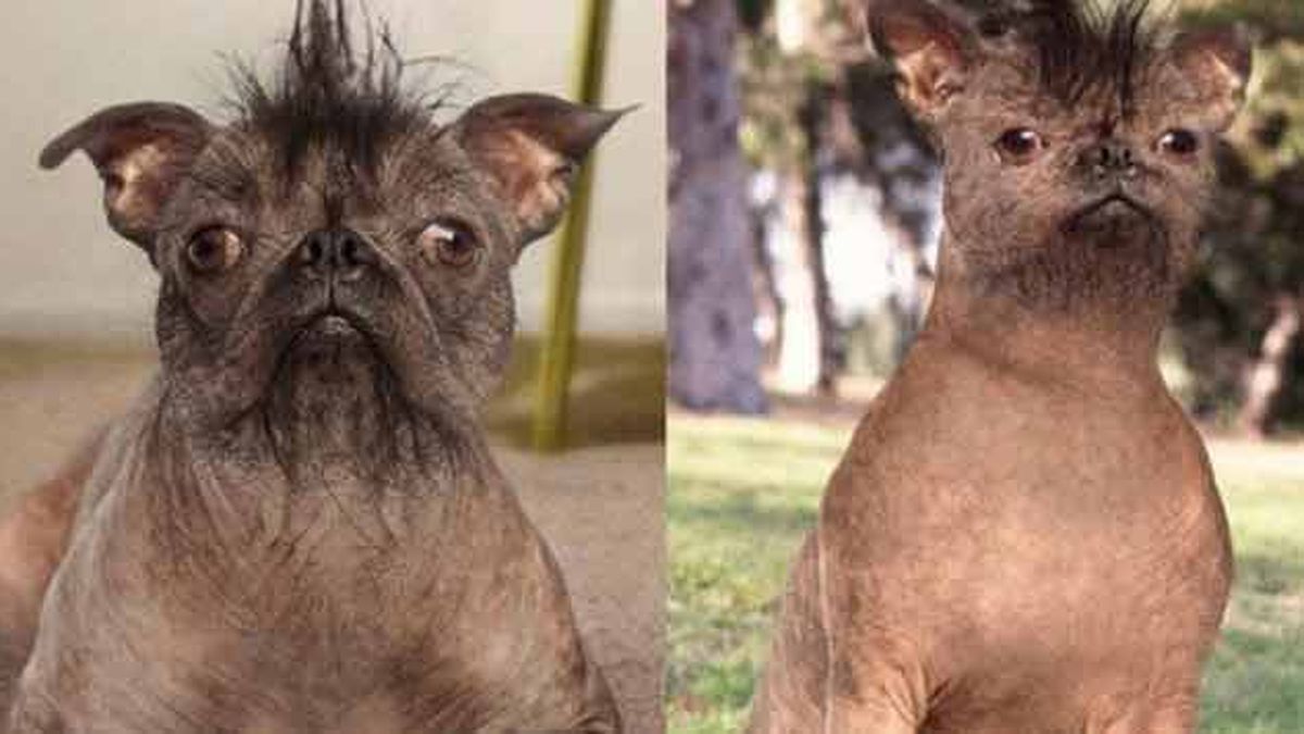 Cansado del bullying por ser feo, perro fue sometido a cirugía estética